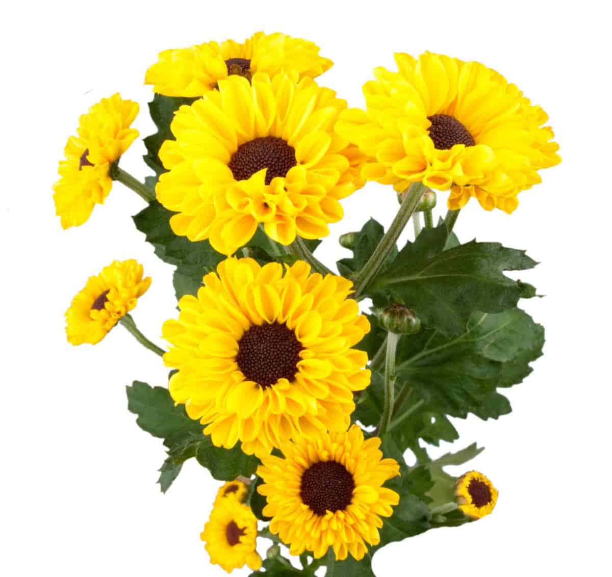 Plant Beautiful Mums For Fall Gardens - Mission Viejo