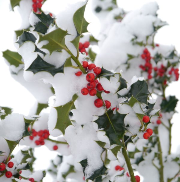 The Holly Plant's Role in the Symbolism of Christmas - Mission Viejo