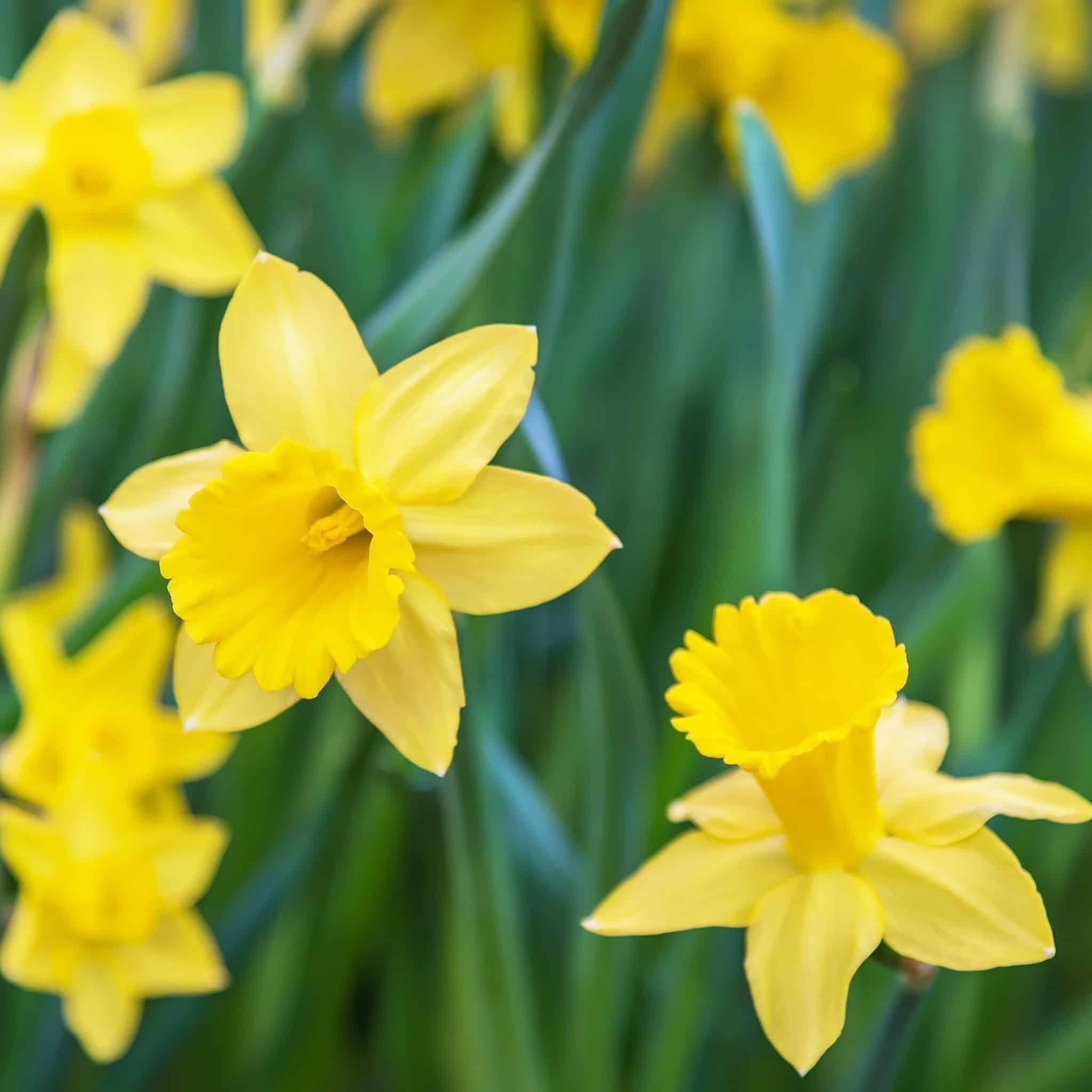Why We Love Spring Flowers - Mission Viejo